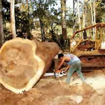 TU APORTE ES NECESARIO ACTÚA, ¡ES EL MOMENTO!: Tala inmoderada en méxico